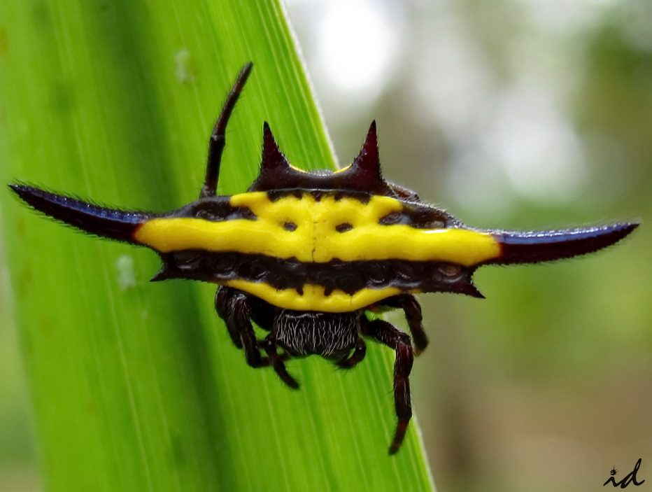 Indonesian Bugs & Others: Gasteracantha from Ranca Upas