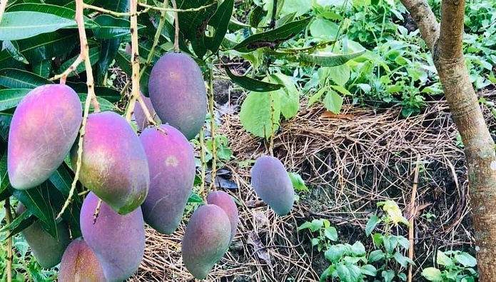 Beautiful BANGLADESH From Inside And Outside Most Expensive Egg Of beautiful-bangladesh-from-inside-and-outside-most-expensive-egg-of