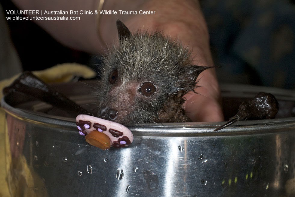 VOLUNTEER | Australian Bat Clinic and Wildlife Trauma Center