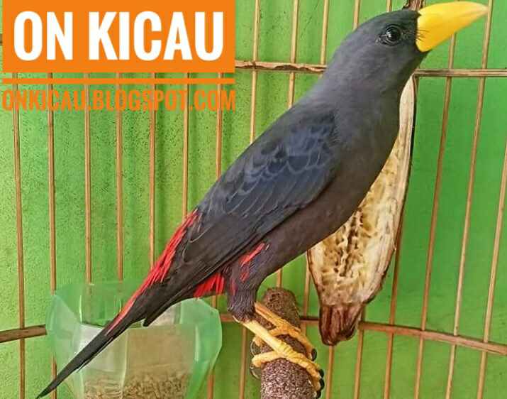 Cara merawat Jalak Rio-rio bakalan agar cepat jinak dan rajin bunyi ...