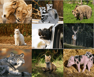 ¿Qué son los animales mamiferos?