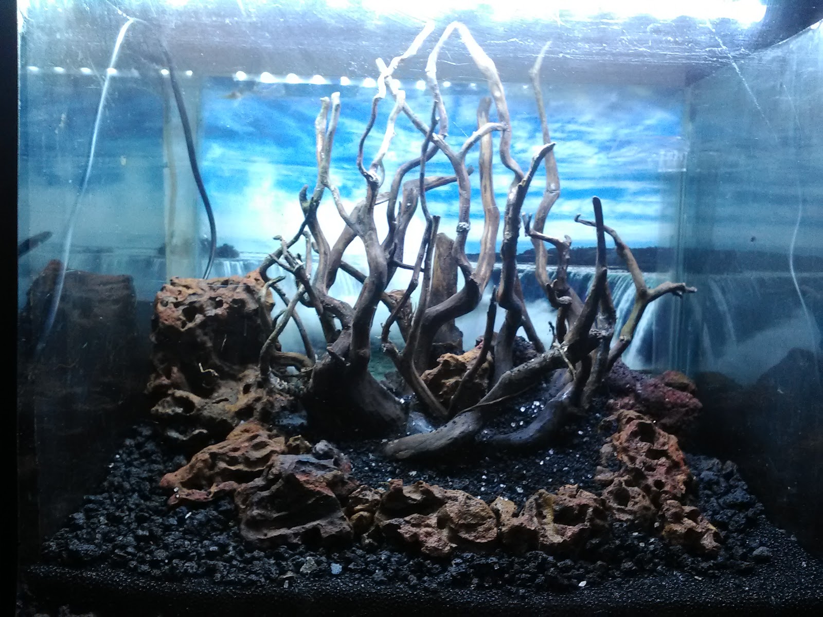 Iban_betta_farm with natural aquascape