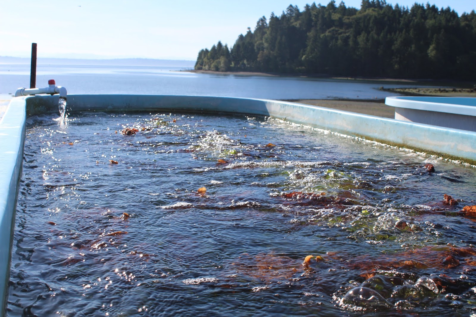 WSDA AgBriefs: A stimulating look at plant biostimulants