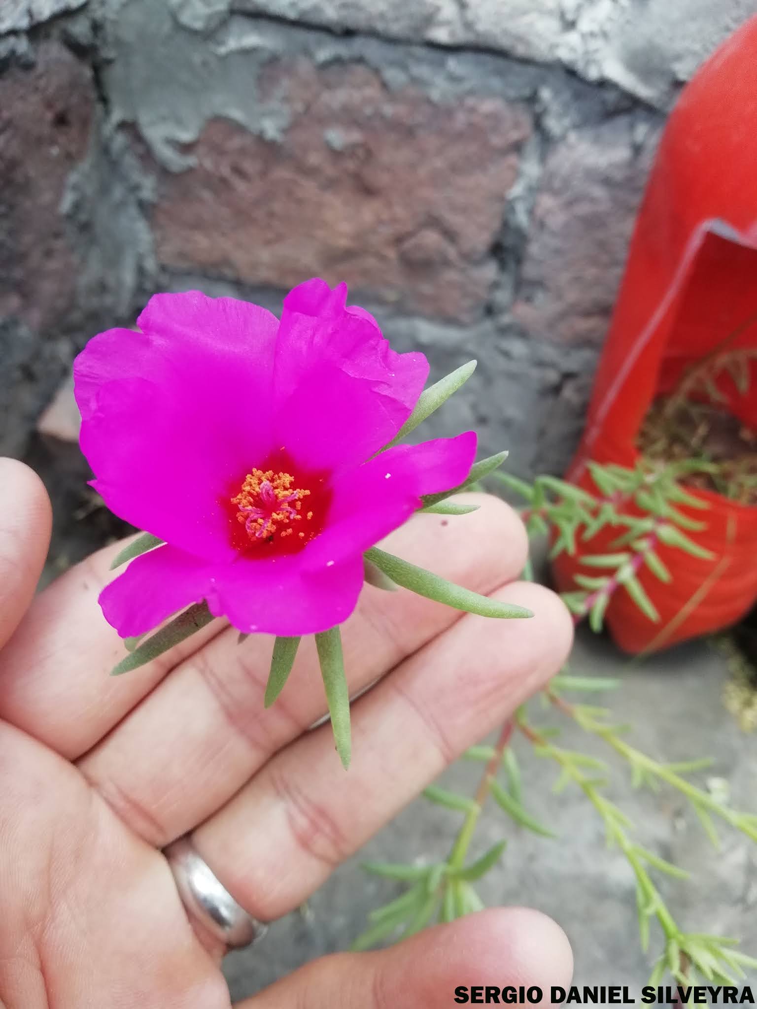 Flora Nativa de Entre Rios