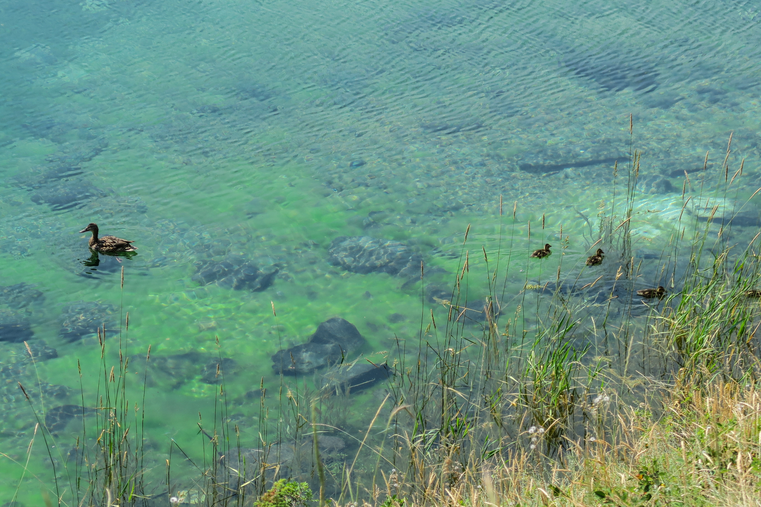 A Map and a Mustang: Marvelous marmots
