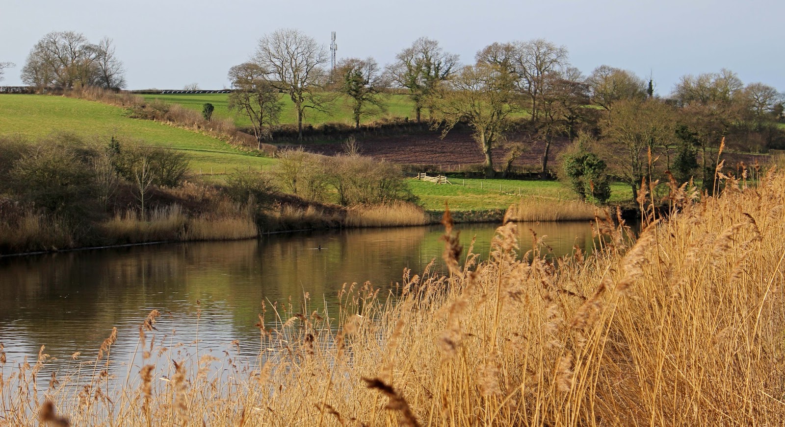 sconzani: Cheshire walks: Acton Bridge to Dutton Locks