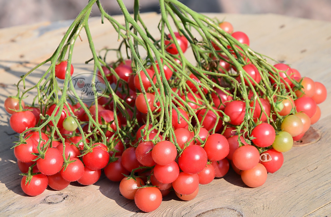 Helenes Tomater: Rose Quartz Multiflora