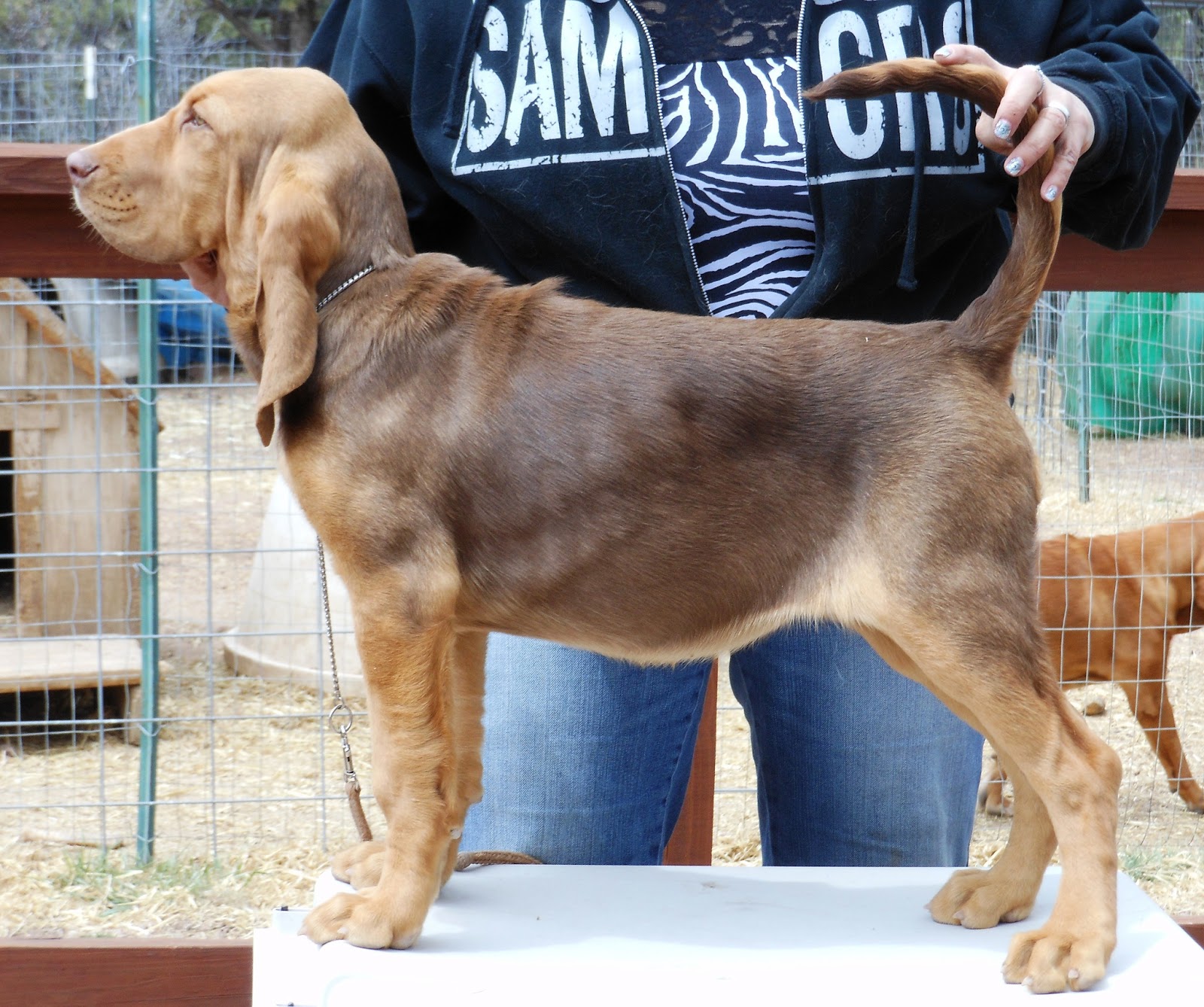 Davidsons Bloodhounds: Bloodhound Puppies in their New Homes