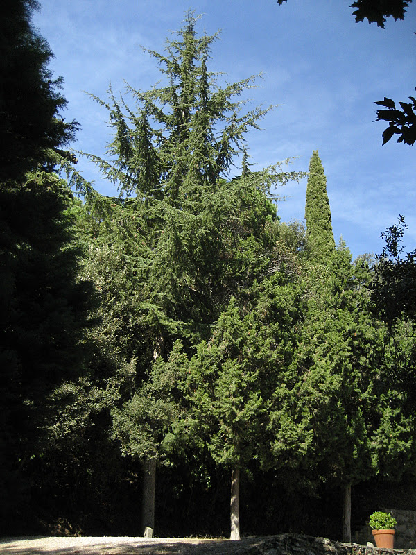 Árboles con alma: Cedro del Himalaya. Cedre. (Cedrus deodora)