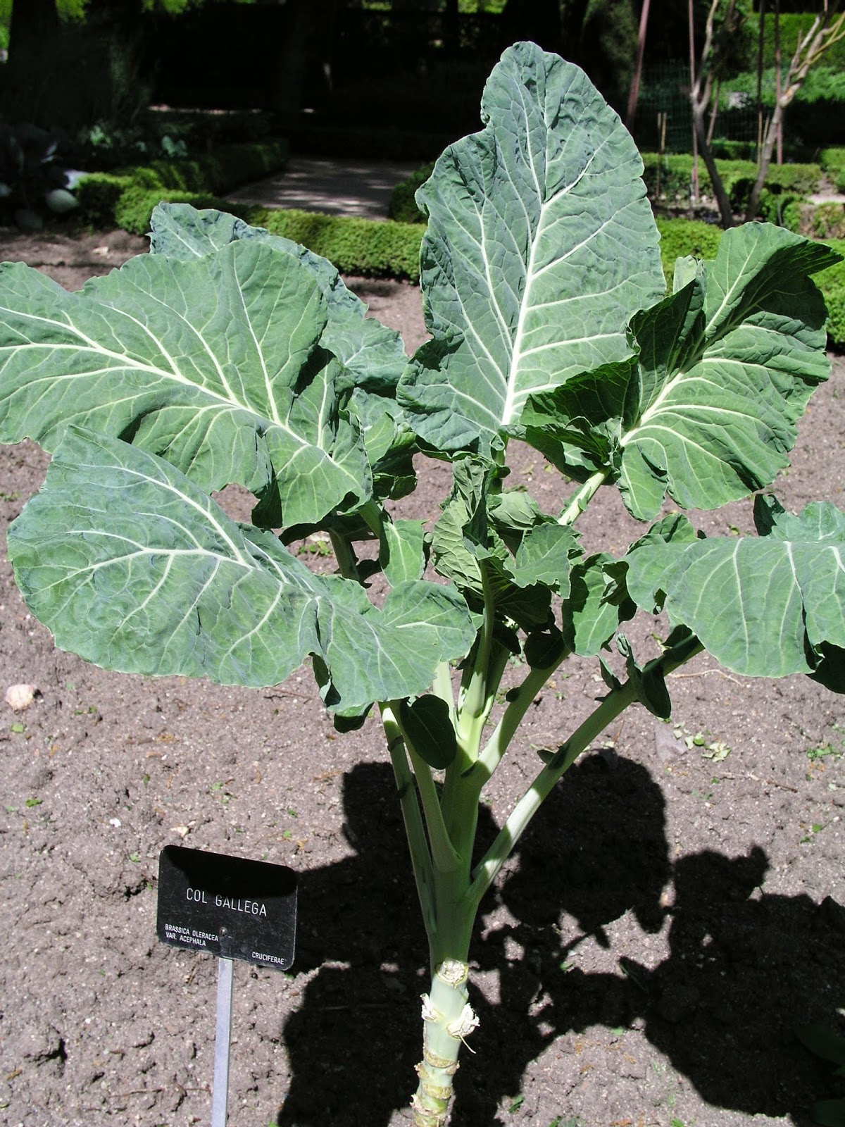 VIVA LA HORTICULTURA: LAS COLES