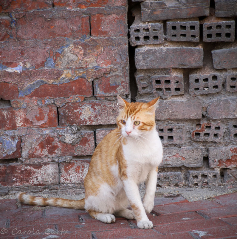 carola bARTz: Istanbul Kedisi - Cats of Istanbul