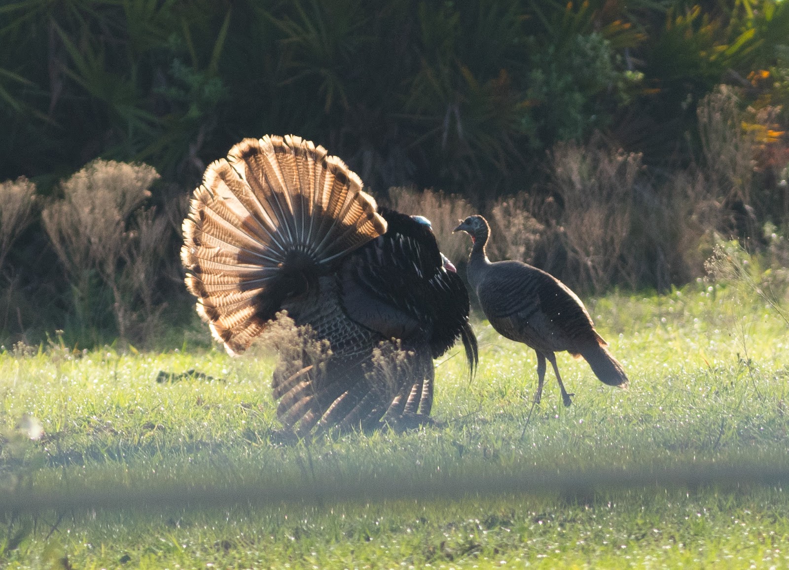 Pixie Birding: Florida Birding Trip Report - Day 4 (Three Lakes WMA)