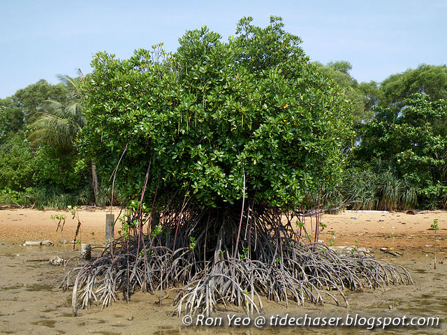 tHE tiDE cHAsER: Bakau Pasir (Rhizophora stylosa)