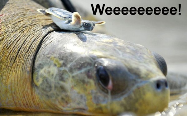 Oh My Freaking Stars!: Weeeeeeeeeeeeeee!!!