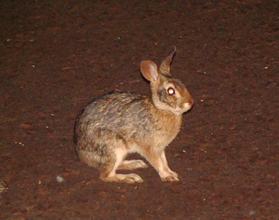 fauna e flora ameaçadas de extinção: TAPITI