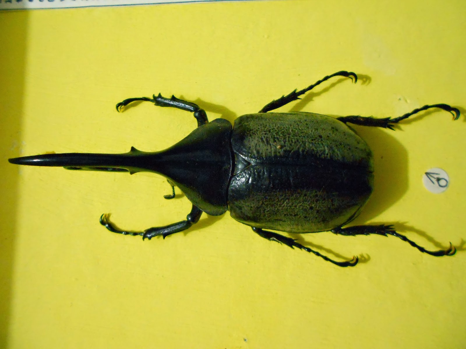 Insectos y Artrópodos Mexicanos y extranjeros: Importancia Ecológica de ...