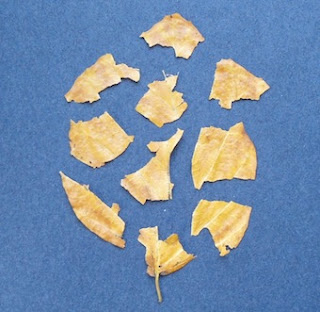 Exploding Leaves | Creative STAR Learning | I'm a teacher, get me ...