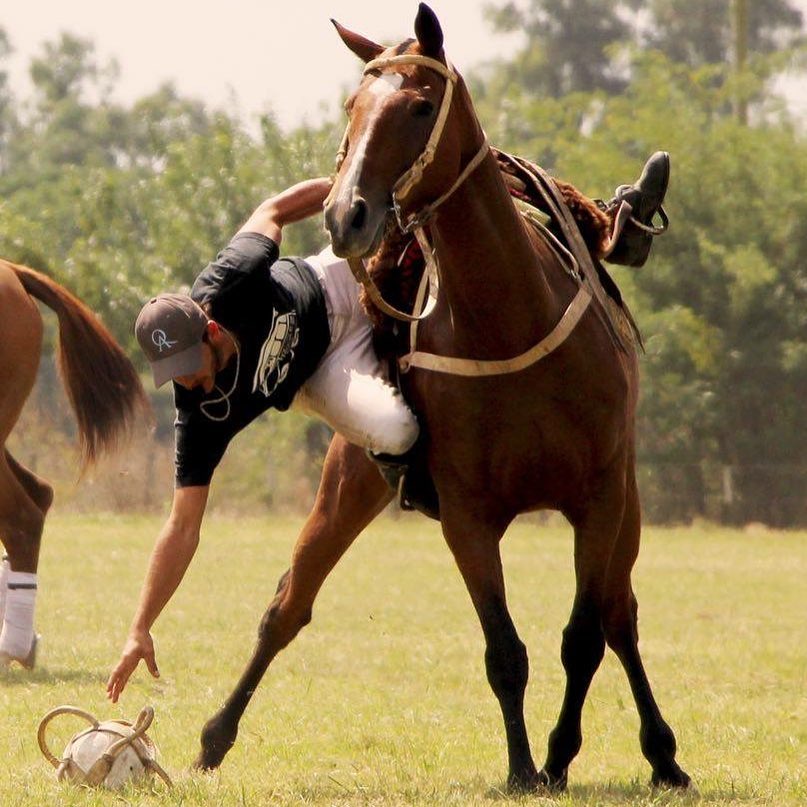 All Sport Horses: #pato Nacho Bolonese, el caballero y sus caballos