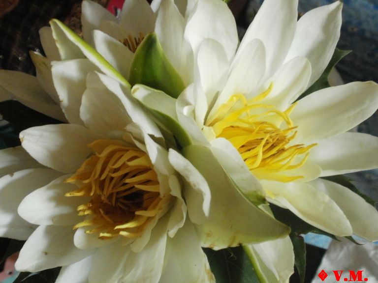 Viorica: Flori de nufar