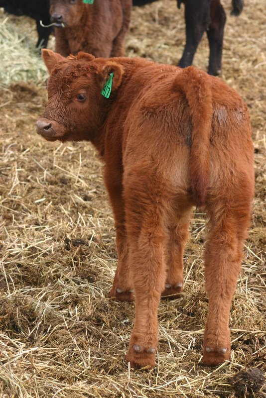 Lautner Farms: Boardwalk Bull Calf - Butter Creek Club Calves