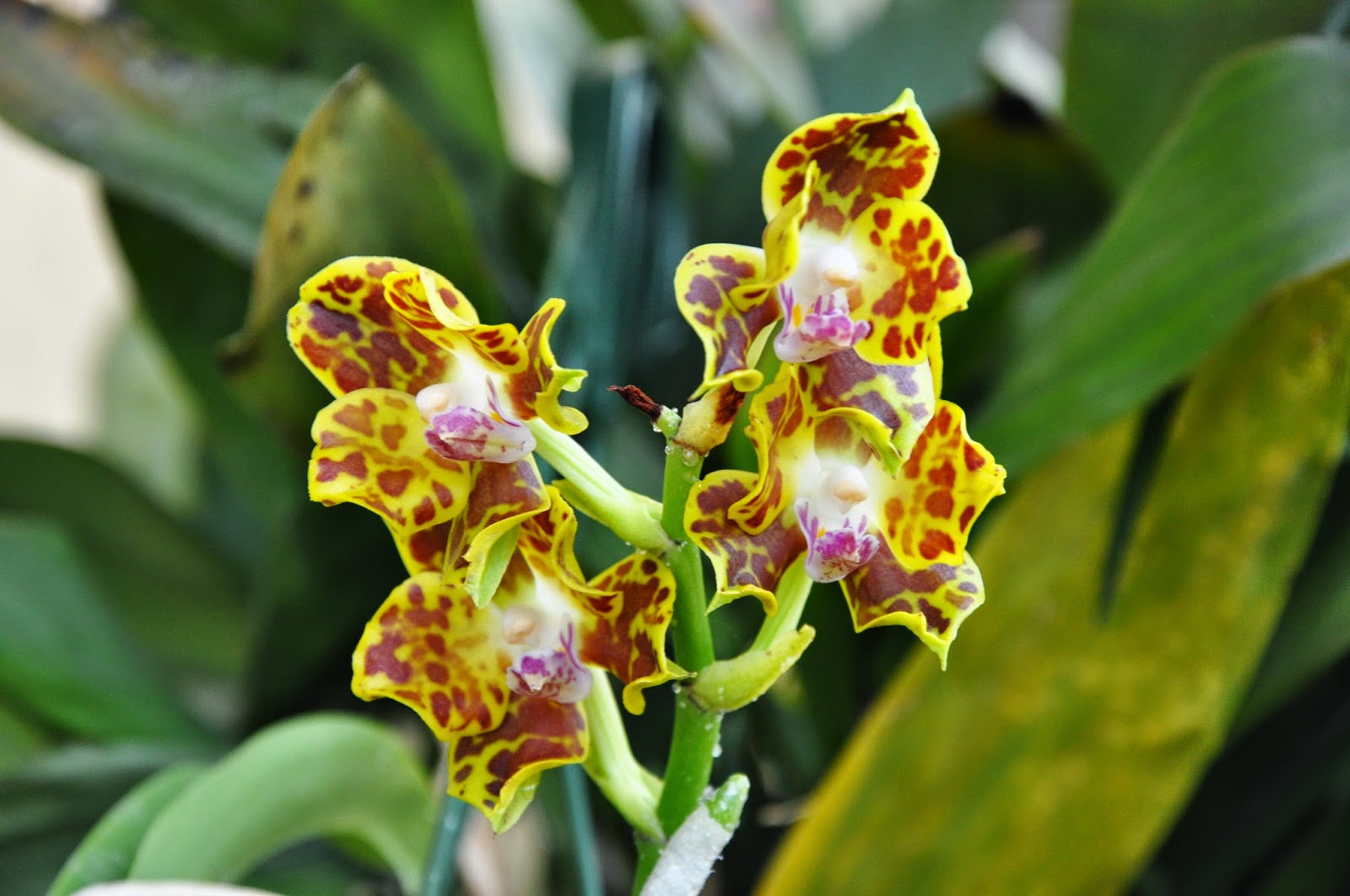 蘭花的故事: Phalaenopsis hygrochila 濕唇蝴蝶蘭