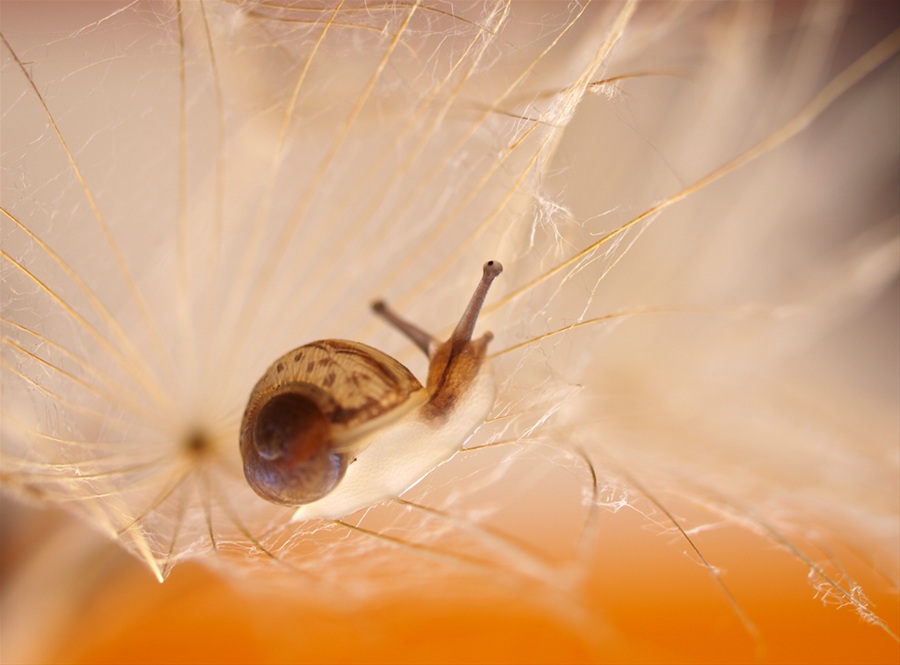 Surreal . Fine Art . Conceptual Photography/ Arts: Sandra McCabe's ...