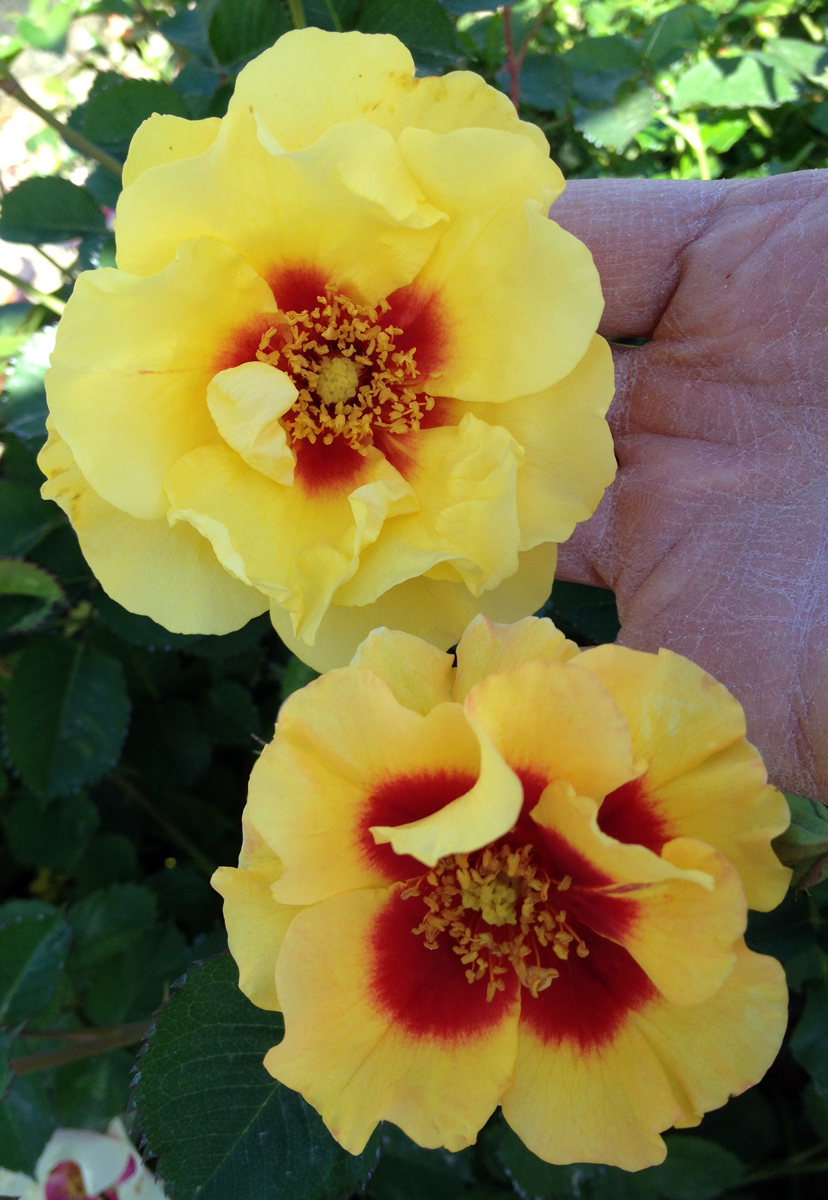 Rose Hybridizing: Improving on 'Eyeconic Lemonade'
