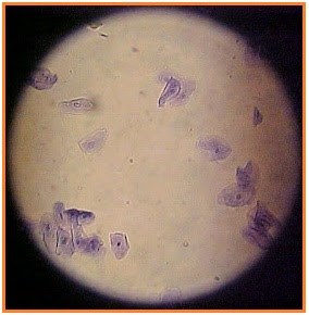 PRAKTEK JARINGAN EPITHEL | Materi dan Soal Biologi