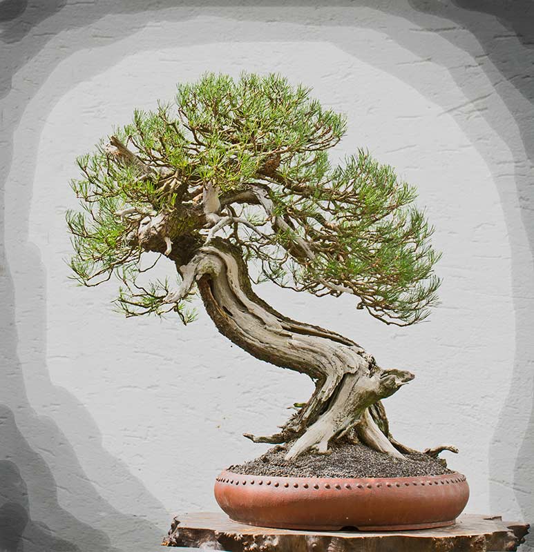 Walter Pall Bonsai Adventures: Mugo Pine #11