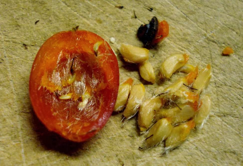 Unis Vers Nature: Le cynorrhodon ou gratte-cul - une réserve locale de ...