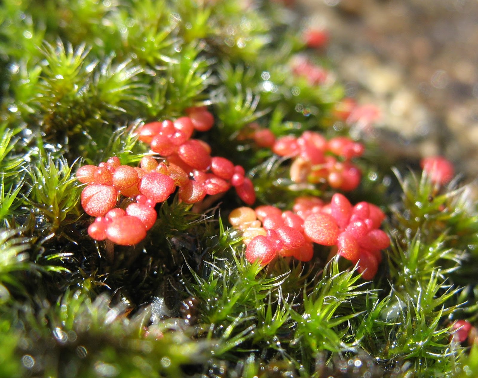 Using Georgia Native Plants: Special Plants, Special Places - Outcrops