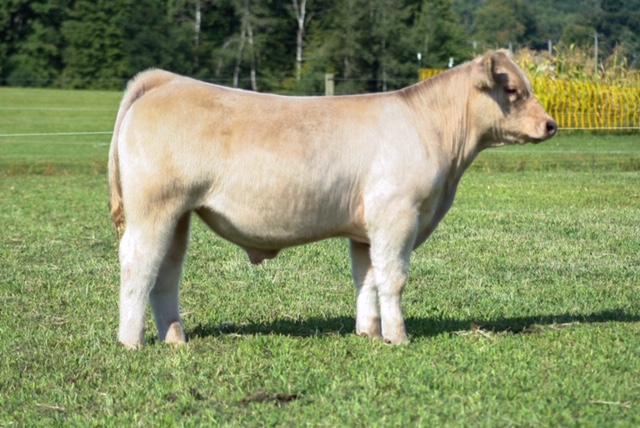 RCC Blog: Adam or Ryan Mattocks Selling Tonight!