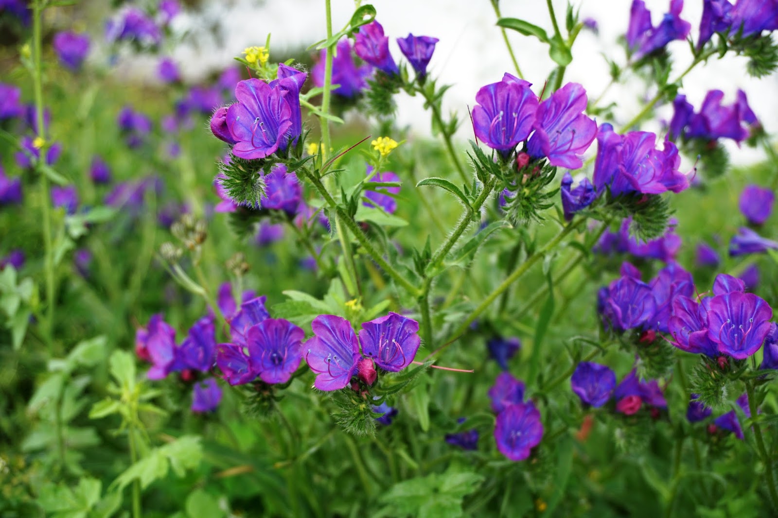 Plantas de Huerta Otea, Salamanca: Viborera, buglosa, chupamieles ...