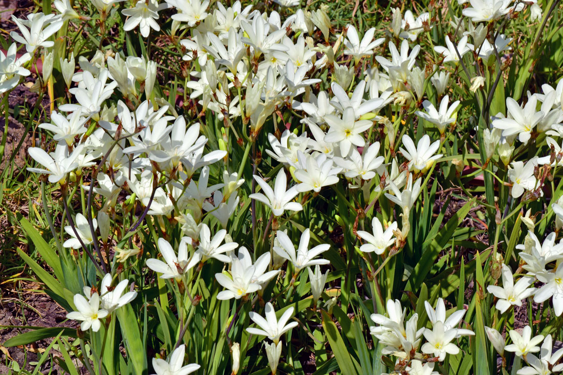 .: A Walk in the Park