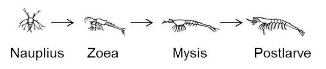 Tiger shrimp (penaeus monodon)