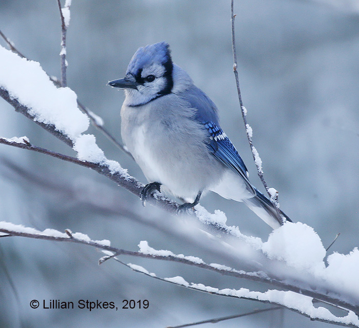 STOKES BIRDING BLOG: Blue Jay and Cardinal Beautiful!