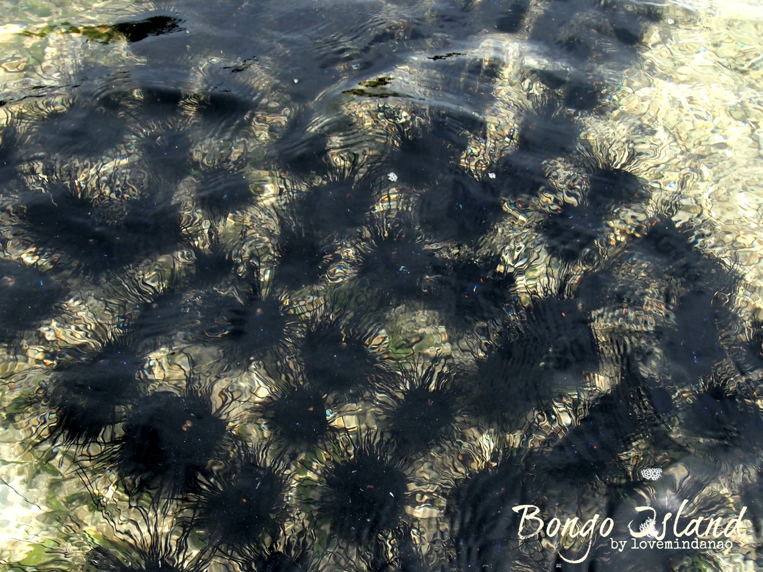 Various marine resources abundantly spread on the coastal community of ...