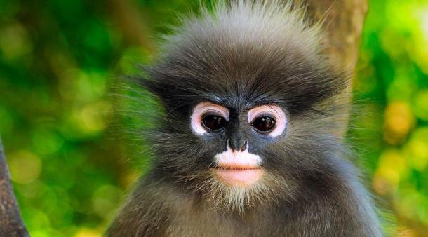 ANIMALEs EN LAs SOMBRAs.: Los 14 monos más raros del mundo.