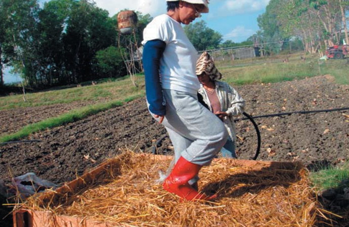 Technonology Guide for Rice Straw Composting with Urea