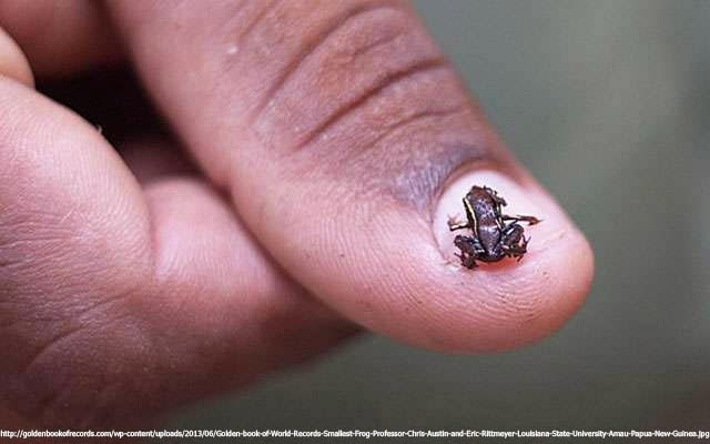 Bizarre Creature of the Day: Creature 57: Paedophryne amauensis