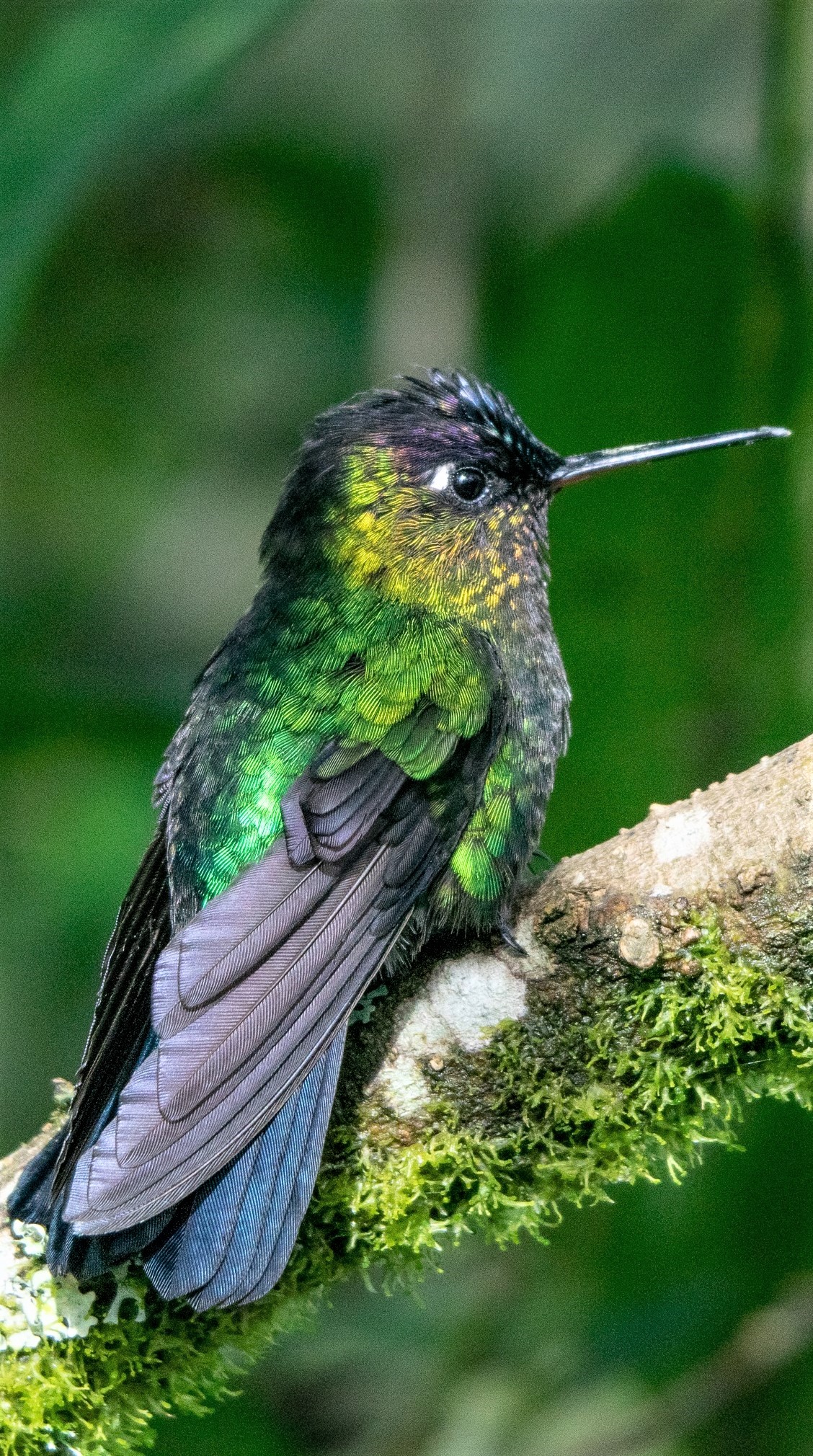 Beautiful garden emerald hummingbird - About Wild Animals