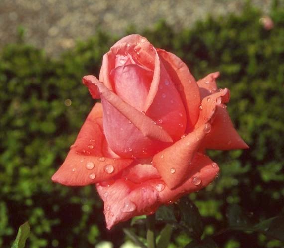 Borneo Island, Awaken To A Different World: Cheshire Rose