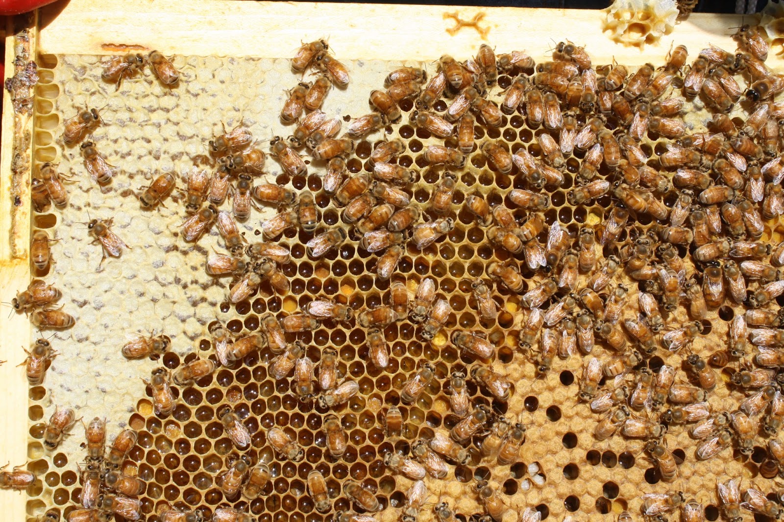 Little Wife On the Prairie: Bees, babies, and chile!!!