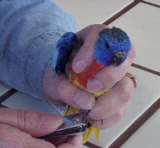 The Splendid Bourke Bird Blog: TRIMMING PARAKEET NAILS OR CLAWS