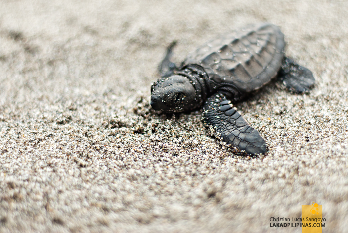 BATAAN | Pawikan Festival ~ Celebrating Turtle Power at Morong - Lakad ...