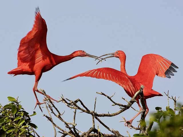 Corocoro rojo o ibis escarlata (Eudocimus ruber)