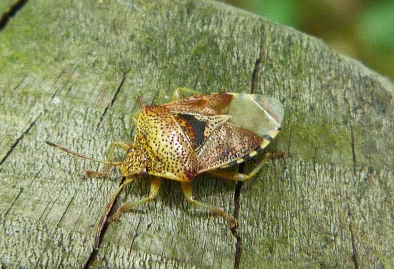 Insects of Scotland: True Bugs
