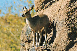 The Jungle Store: Klipspringers - The African Rock Jumpers
