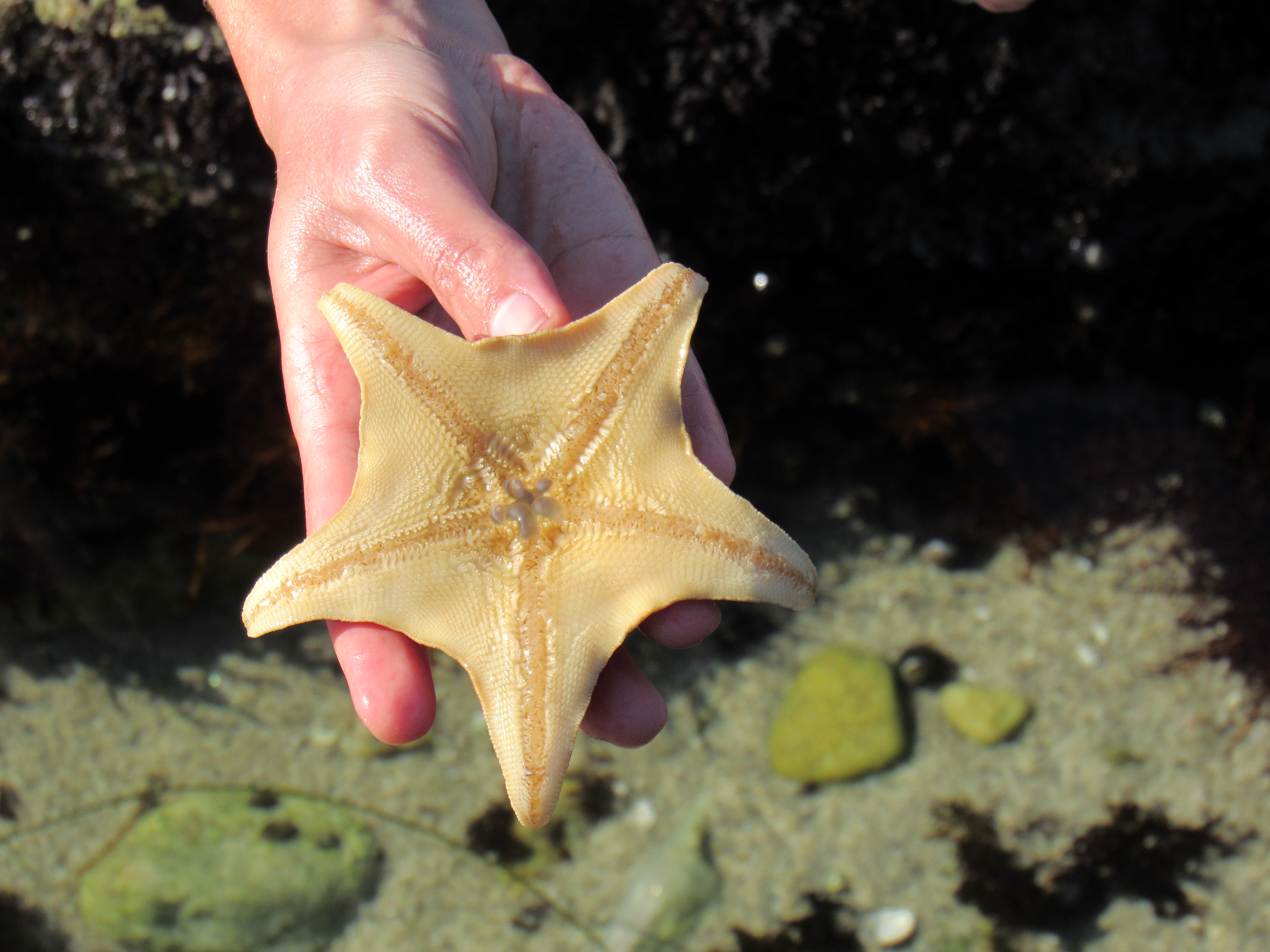 Tidepool Treasures: Bat Stars