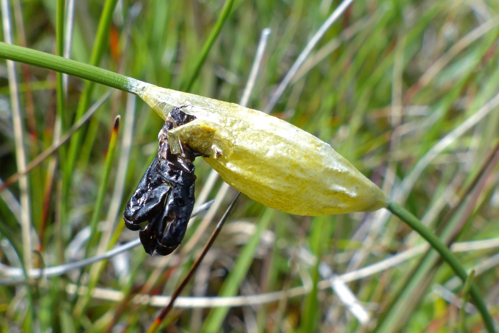 A Kilchoan Diary: Burnet Cocoons
